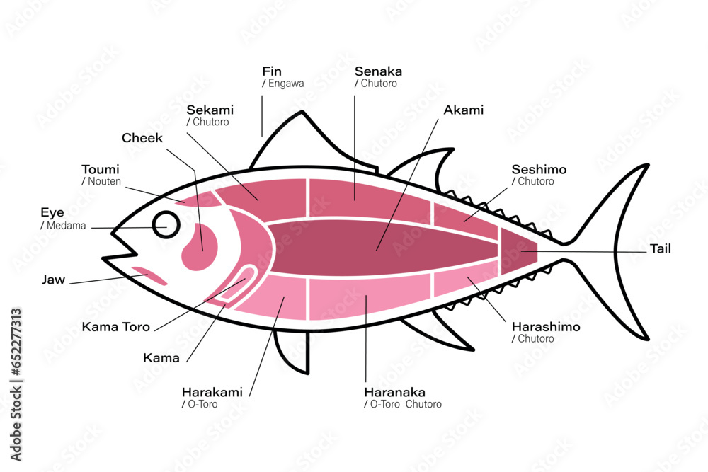 Tuna Cuts diagram. Parts of tuna. Japanese style Stock Vector | Adobe Stock