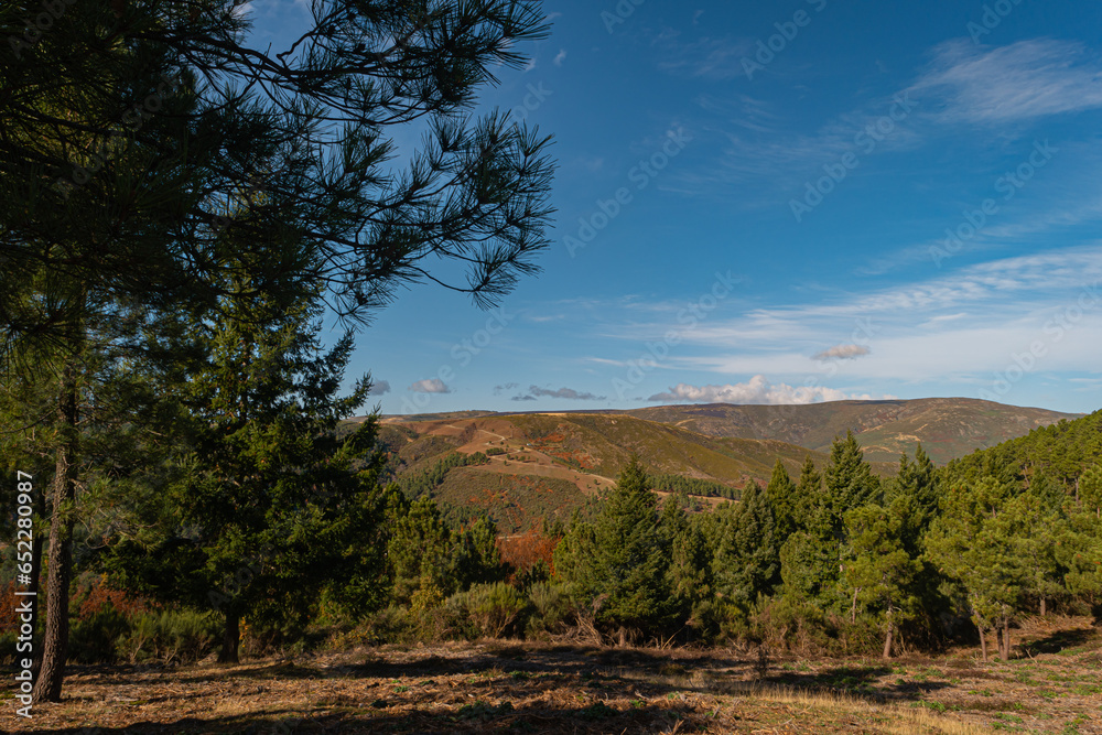 Sao Lourenco Beech Tree Forest, pathway leaves fall in ground landscape ...