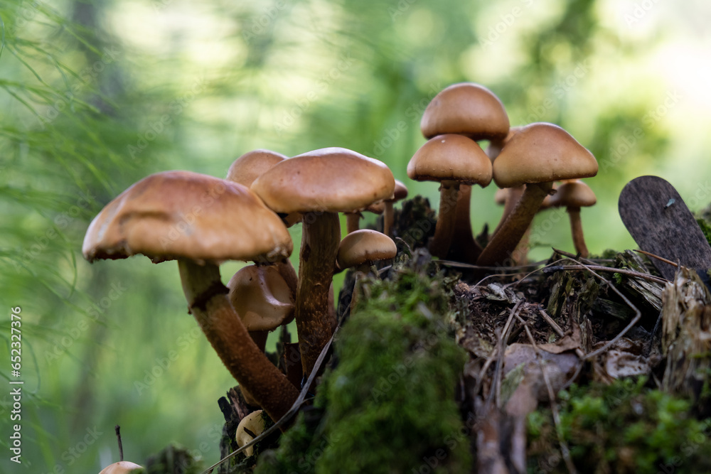 Beautiful mushroom in the forest. Edible or non-edible mushroom in the ...