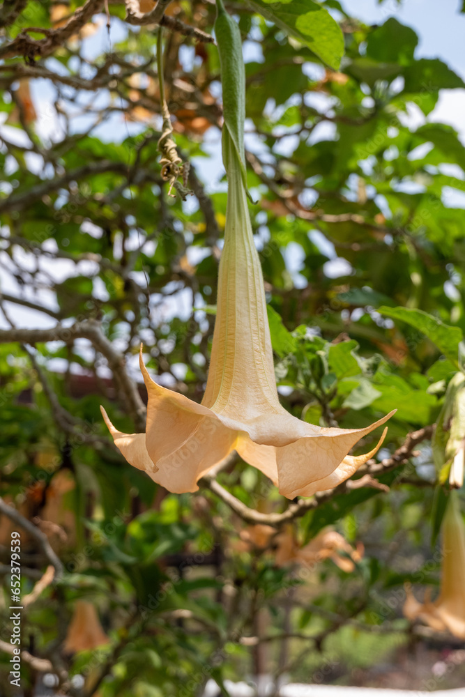 Bunga Kecubung (Datura Metel, Brugmansia Arborea, Angel's Trumphet ...