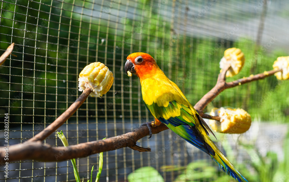 Poster The sun conure (Aratinga solstitialis), also known as the sun ...