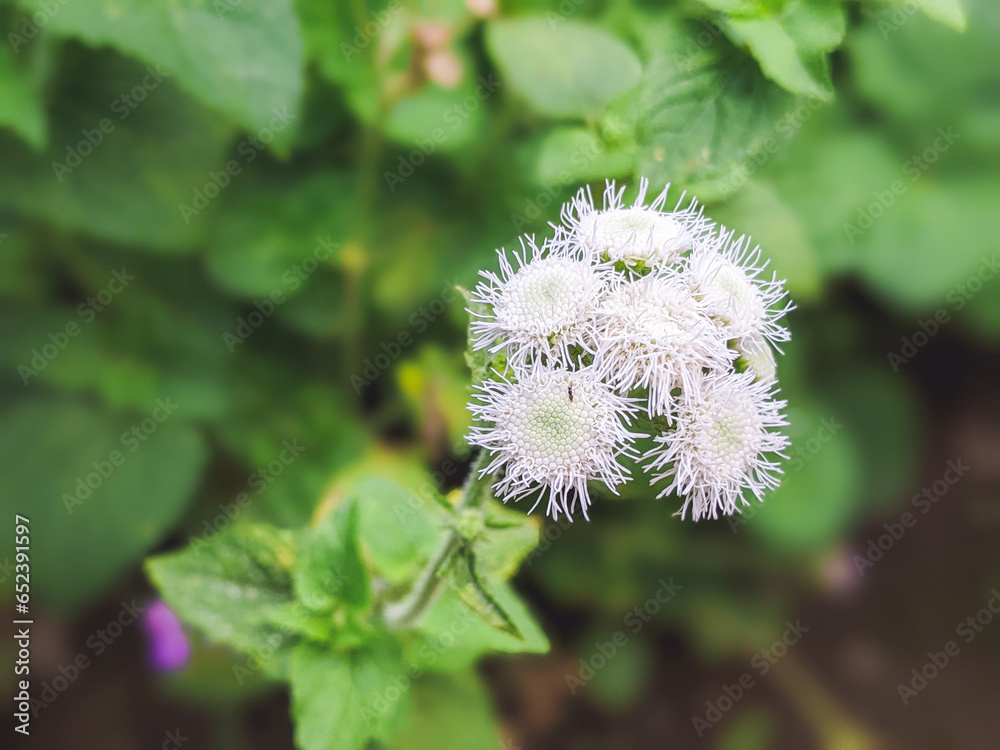 Bandotan, or wedusan (Ageratum conyzoides), is a type of agricultural ...