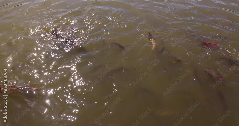 different types of fish in dirty swamp water during feeding, a large ...