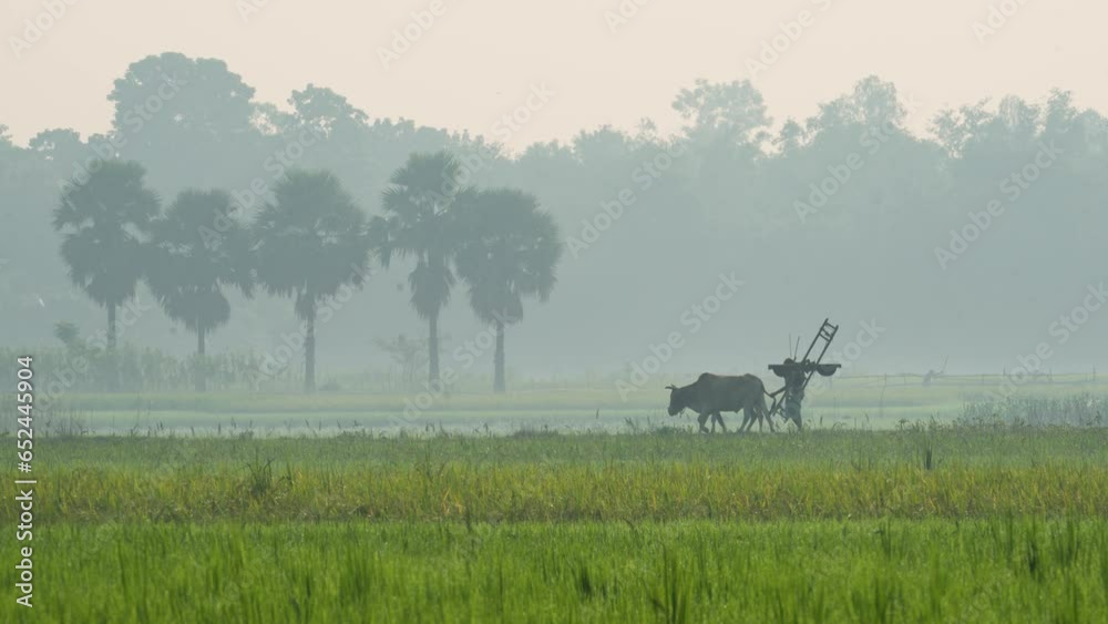 Farmer carrying plow yoke and his cattle in a foggy winter morning. 4k ...