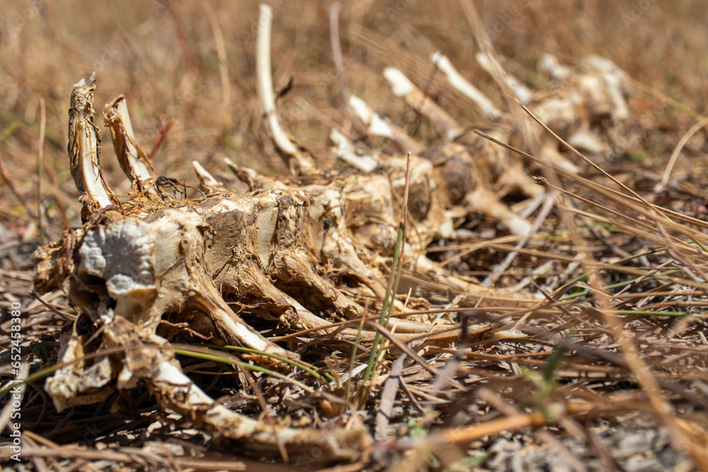 spinal bones of an animal that died in the wild and was eaten by wild ...