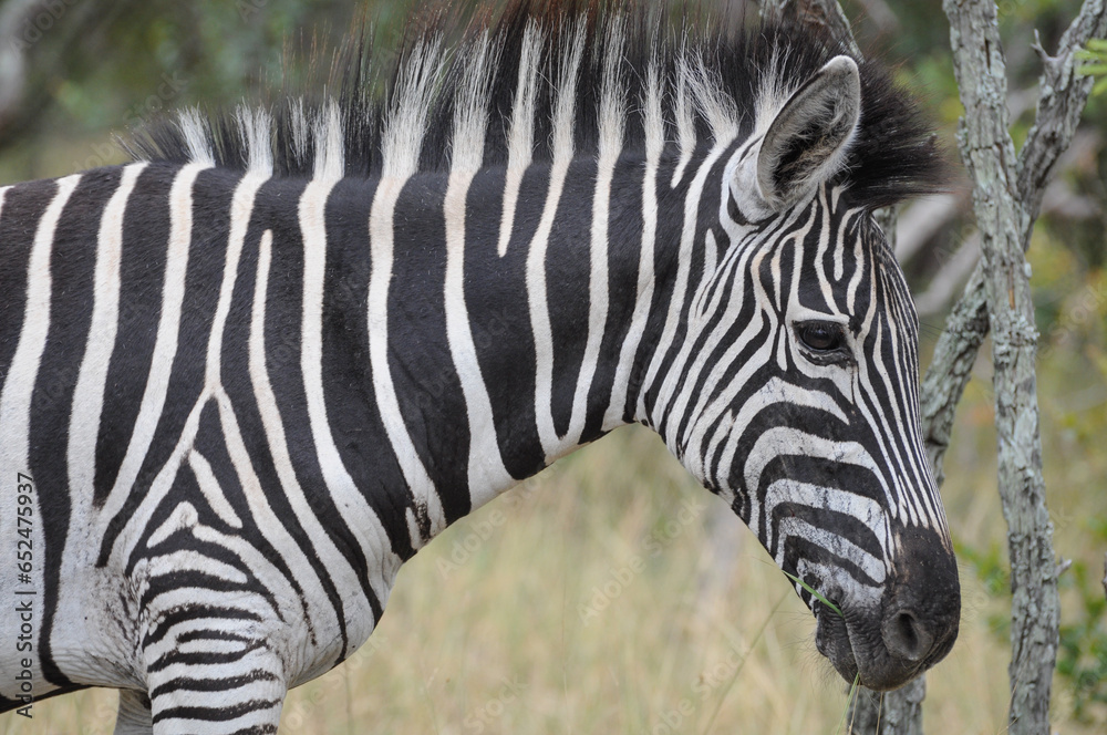 side view of an south african zebra in the wildlife of kruger ...