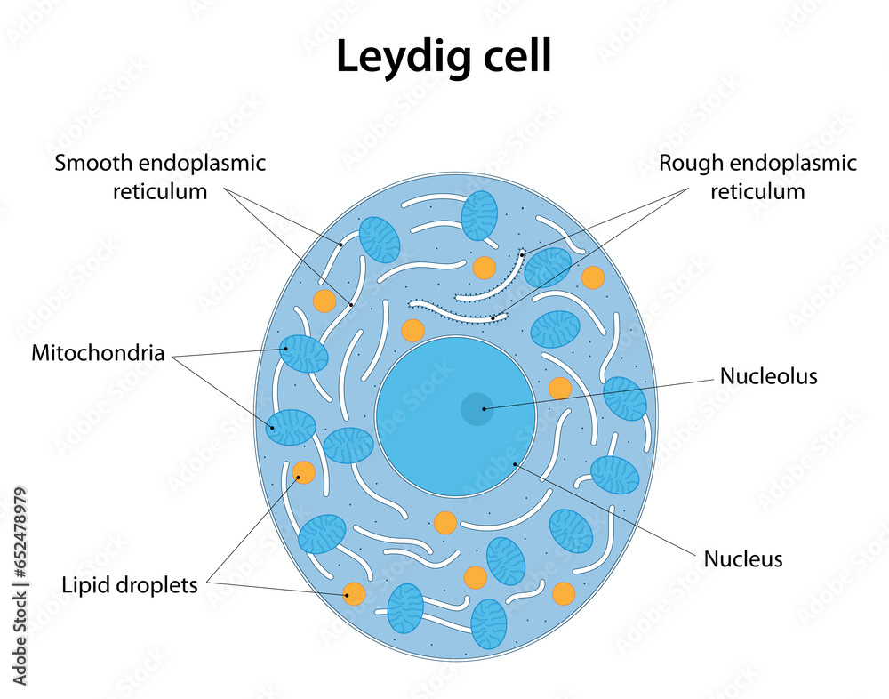 Leydig cell. The cell of the testes that produce testosterone. Labelled ...