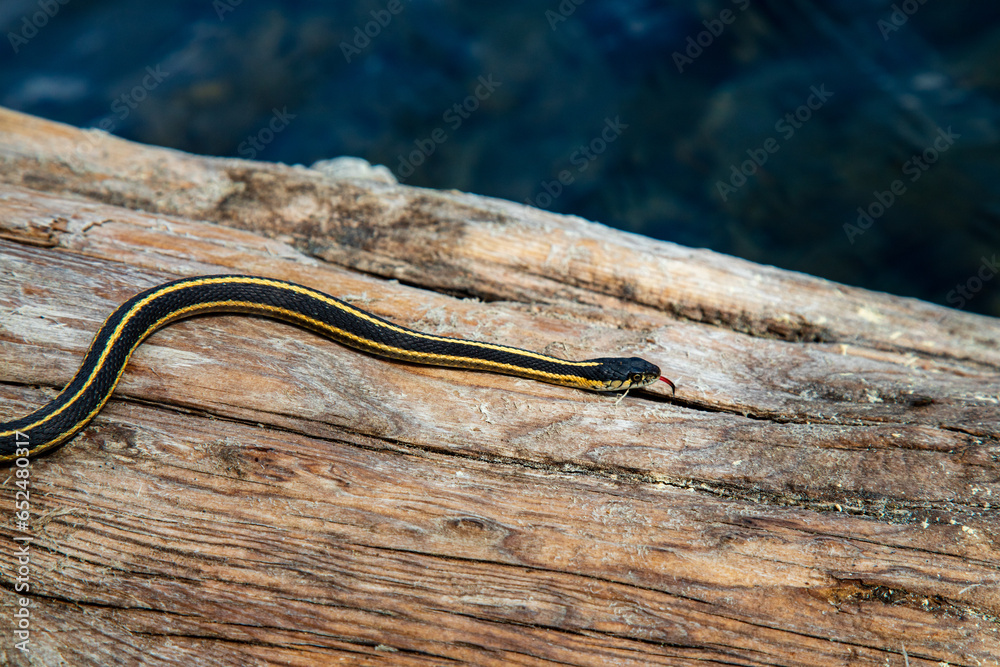 Western Terrestrial Garter Snake (Thamnophis elegans) on a log at ...