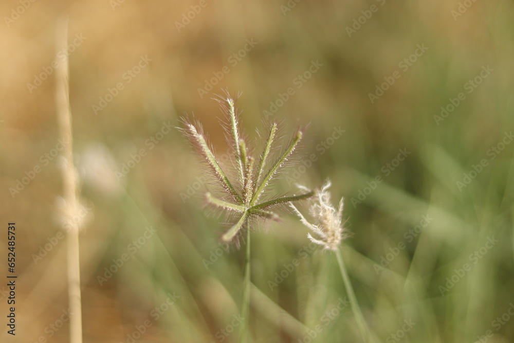 Chloris virgata - A species of grass known by the common names feather ...