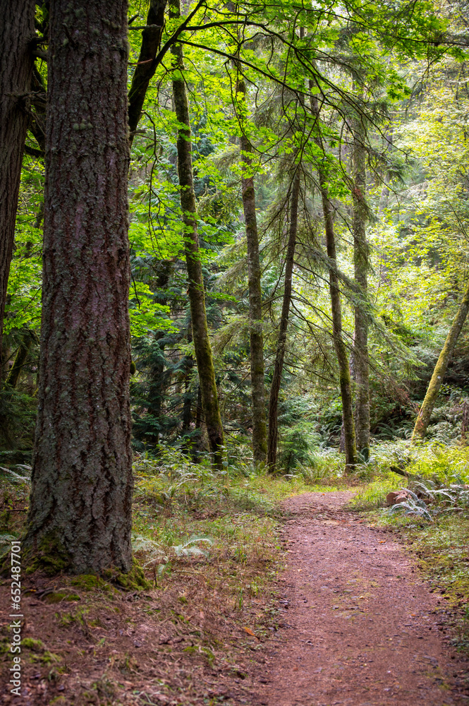 Pacific Northwest Forest Trail. Fir and maple trees make for a lovely ...
