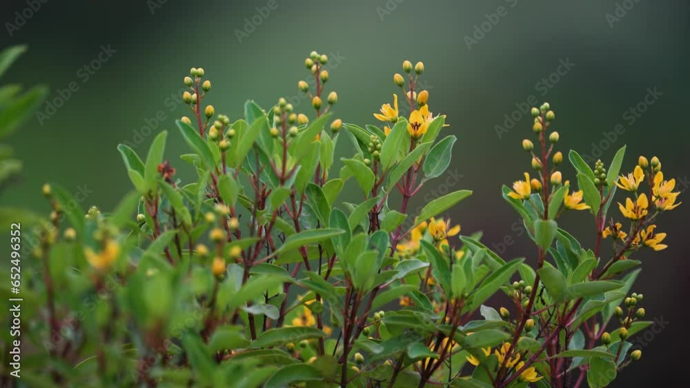 Golden shower, thryallis glauca, galphimia glauca, rain of gold, shower of gold, yellow flowers ...