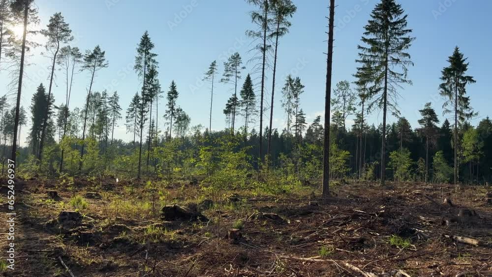 Deforestation forest and Illegal logging. Forest destruction and ...