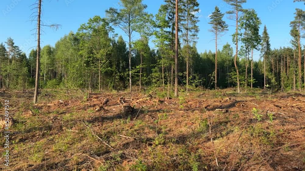 Deforestation forest and Illegal logging. Forest destruction and ...