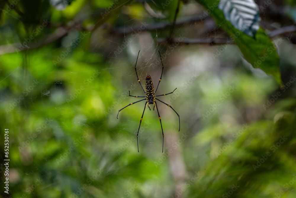 Spider Nephila pilipes, northern golden orb weaver or giant golden orb ...