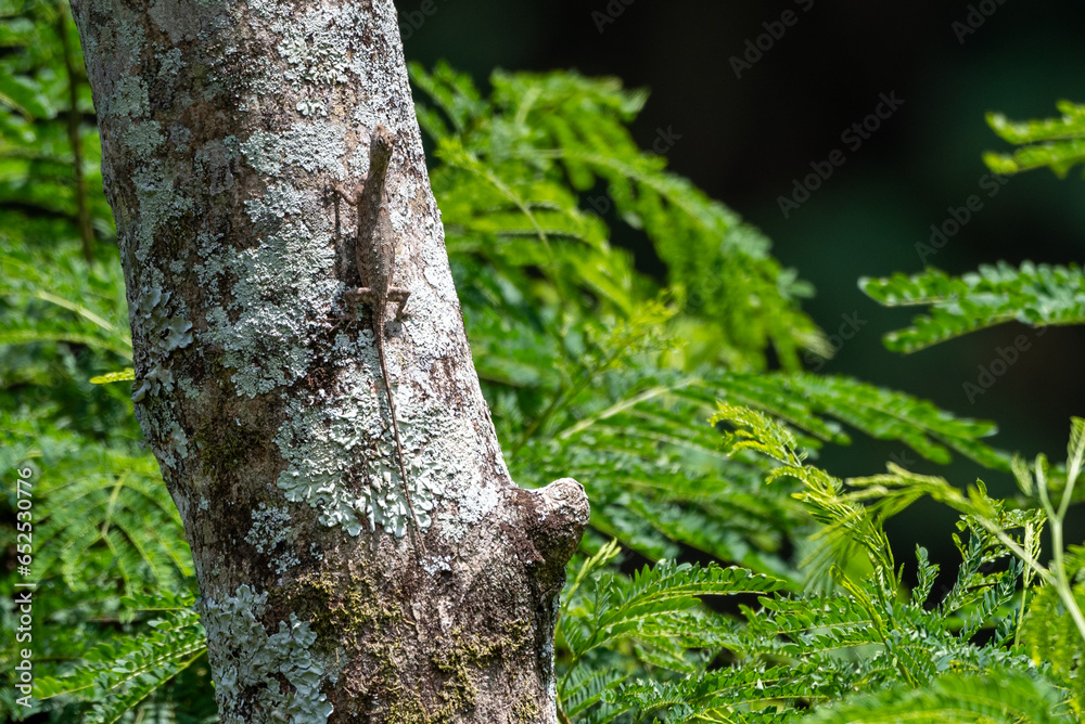 Draco volans, also commonly known as the common flying dragon, is a ...