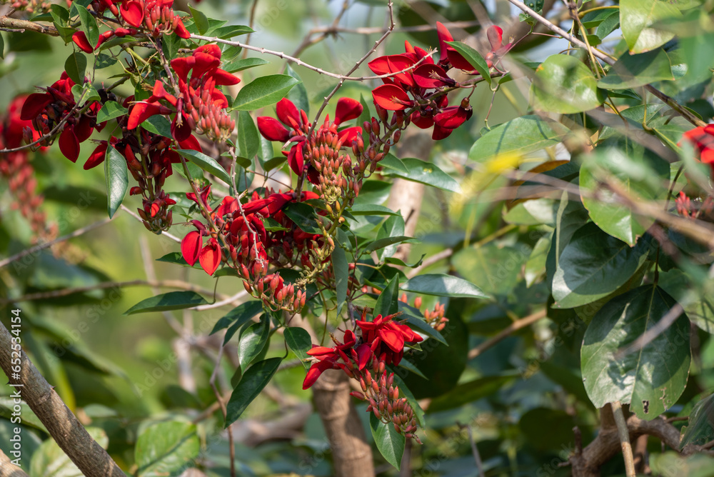 Erythrina crista galli, often known as the cockspur coral tree, is a ...