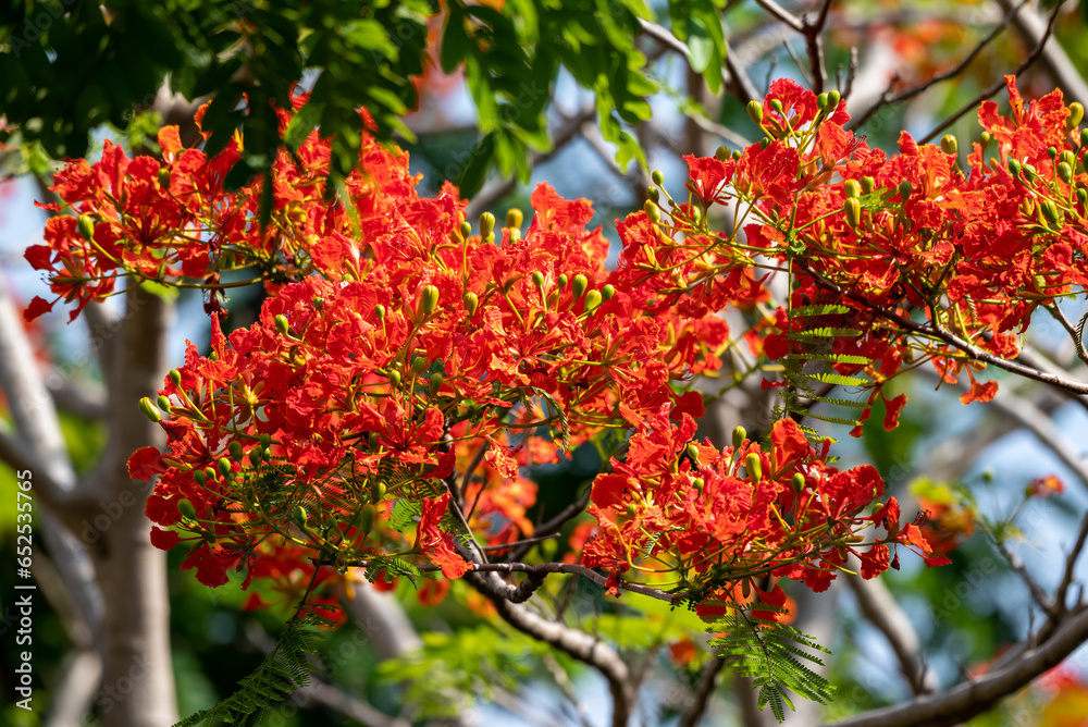 Flower of Flamboyant, Delonix regia is a species of flowering plant in ...