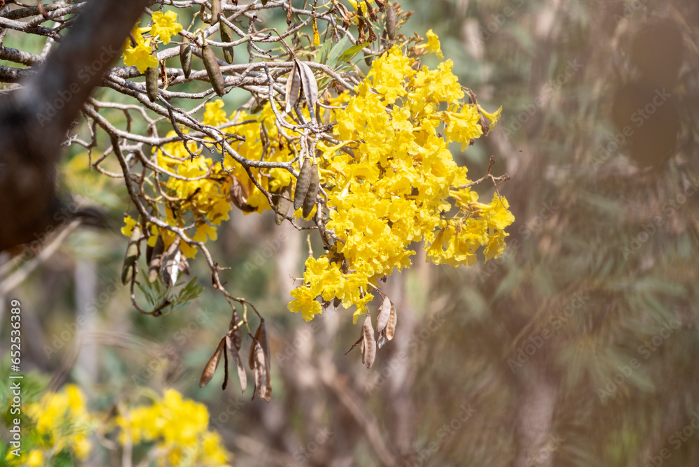 Handroanthus chrysanthus, araguaney, or Tabebuia chrysantha, is a ...
