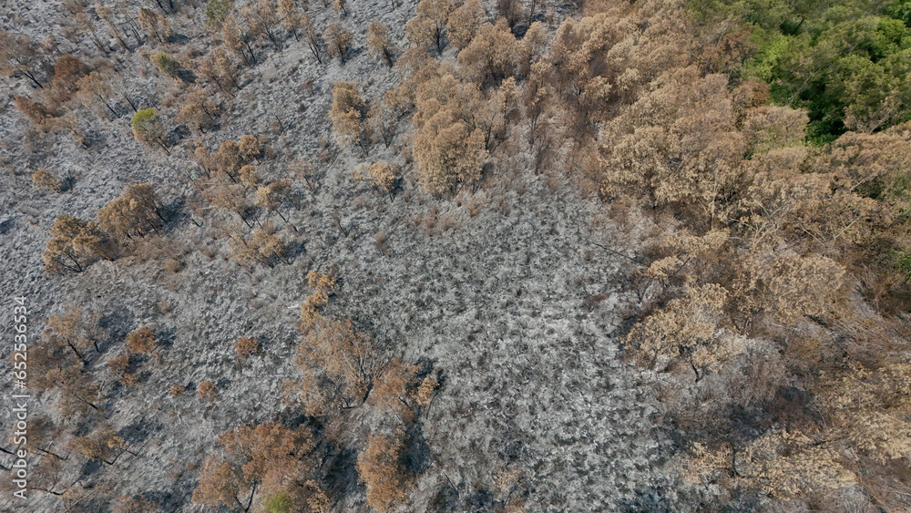 aerial view of forest after fire. trees with brown and dry leaves ...