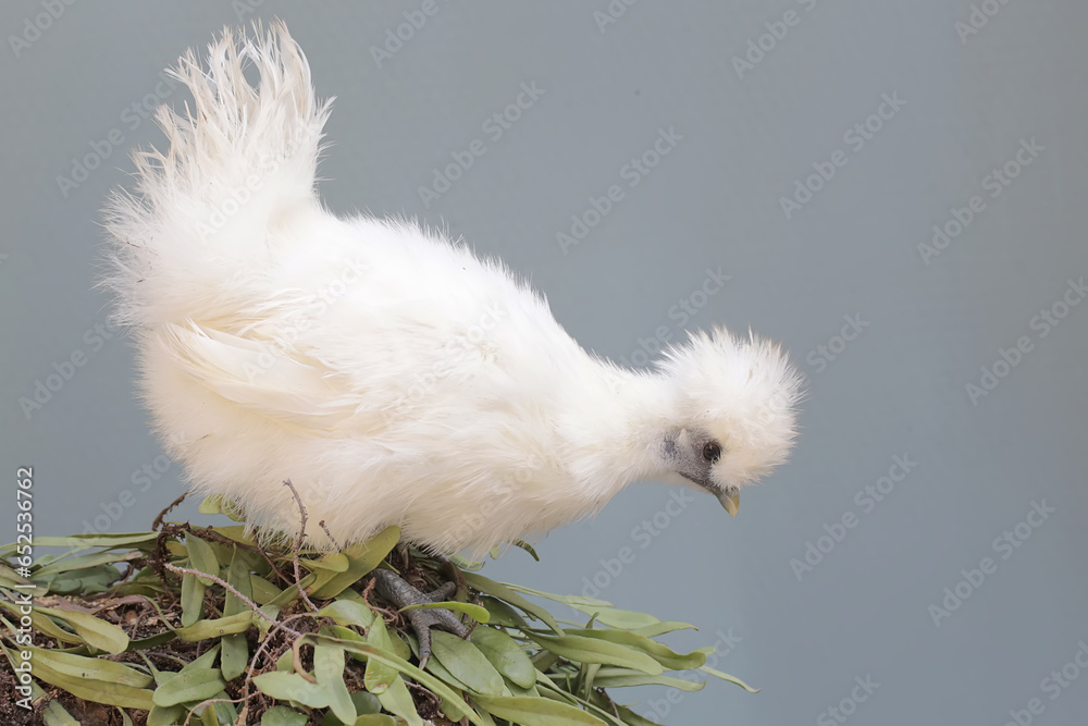 A female silkie bantam chicken is looking for food on a weathered tree ...