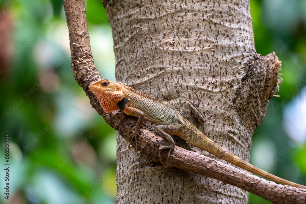 Calotes versicolor, The oriental garden lizard, eastern garden lizard ...