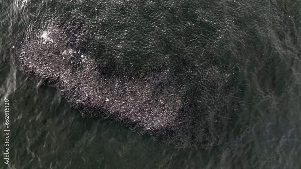 A top down view directly over a school of fish in the deep green waters ...