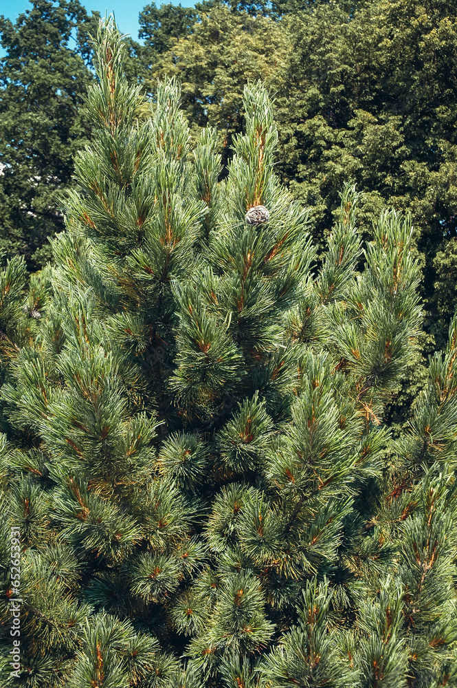 Pinus cembra tree, common name Swiss Stone Pine or Arolla pine Stock ...