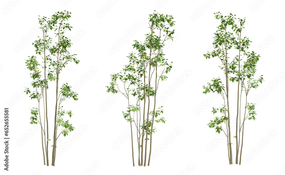 3d set of green birch tree on transparent background, png plants ...
