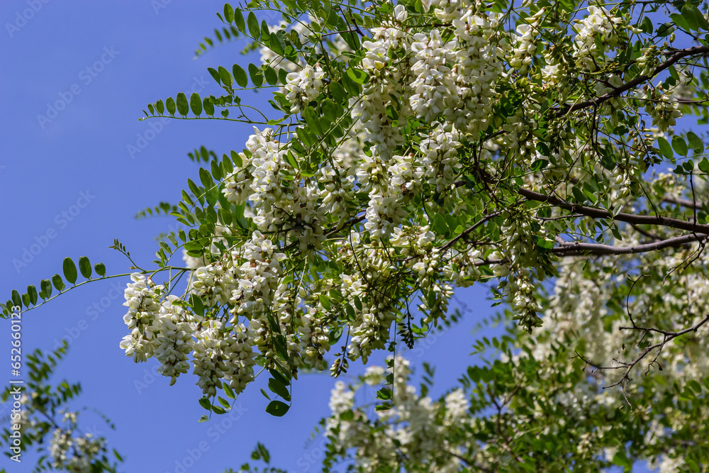 Abundant flowering acacia branch of Robinia pseudoacacia, false acacia ...