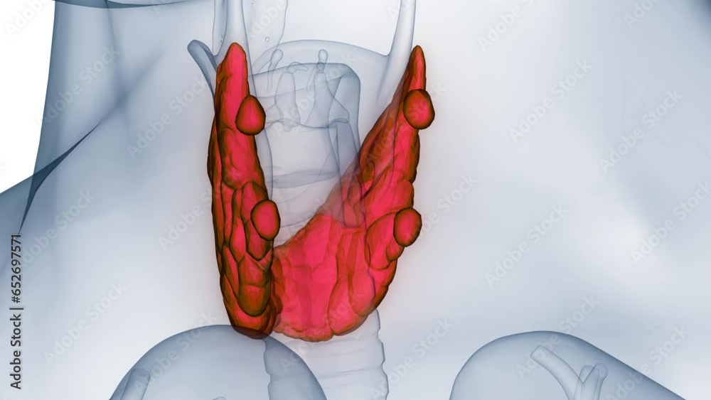 Human Body Glands Thyroid Gland Anatomy Animation Concept Stock Video ...
