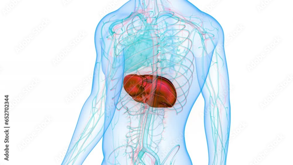 Human Internal Digestive Organ Liver Anatomy Animation Concept Stock ...