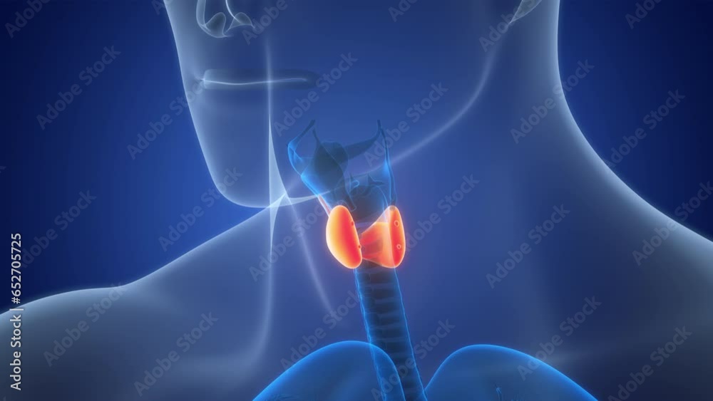 Human Body Glands Thyroid Gland Anatomy Animation Concept Stock Video ...