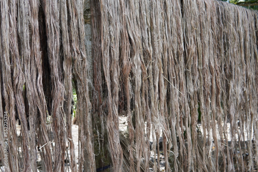 Raw jute fibres hanging under the sun for drying. Jute cultivation in ...
