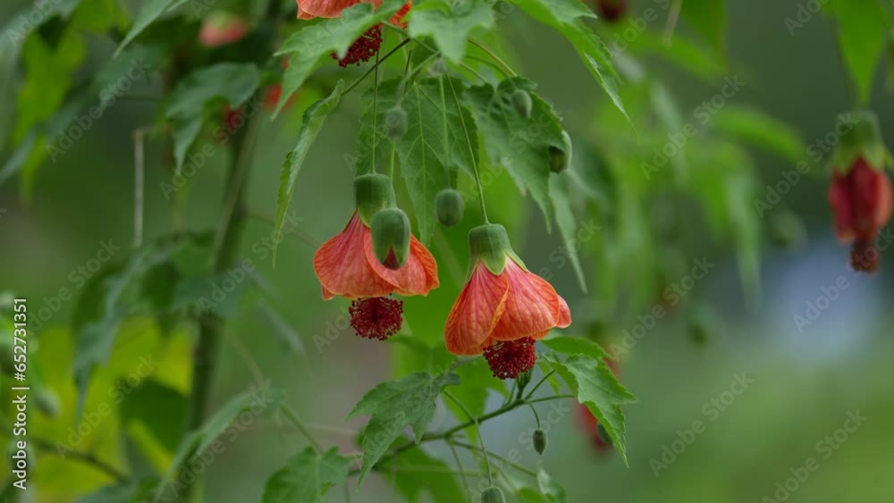 A close-up of an Indian mallow flower reveals its delicate beauty. The ...