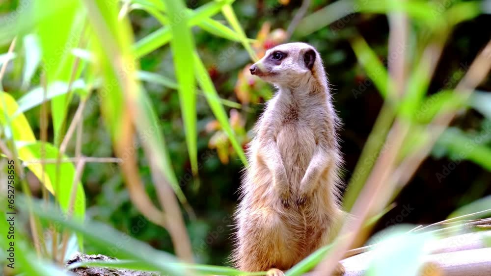closeup of young animal meerkat, Suricata suricatta with brown glossy ...