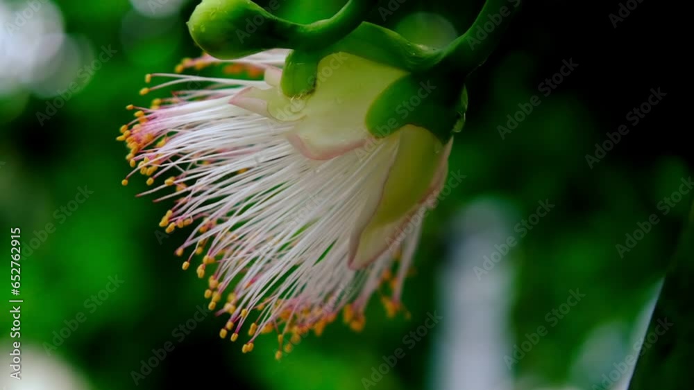 Albizia lebbeck, siris tree from mimosa family, common in India, Burma ...