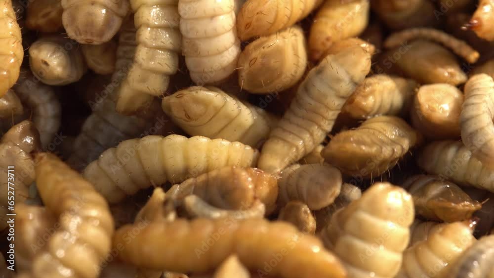 Black soldier fly larvae are used as animal feed. Maggot being ...