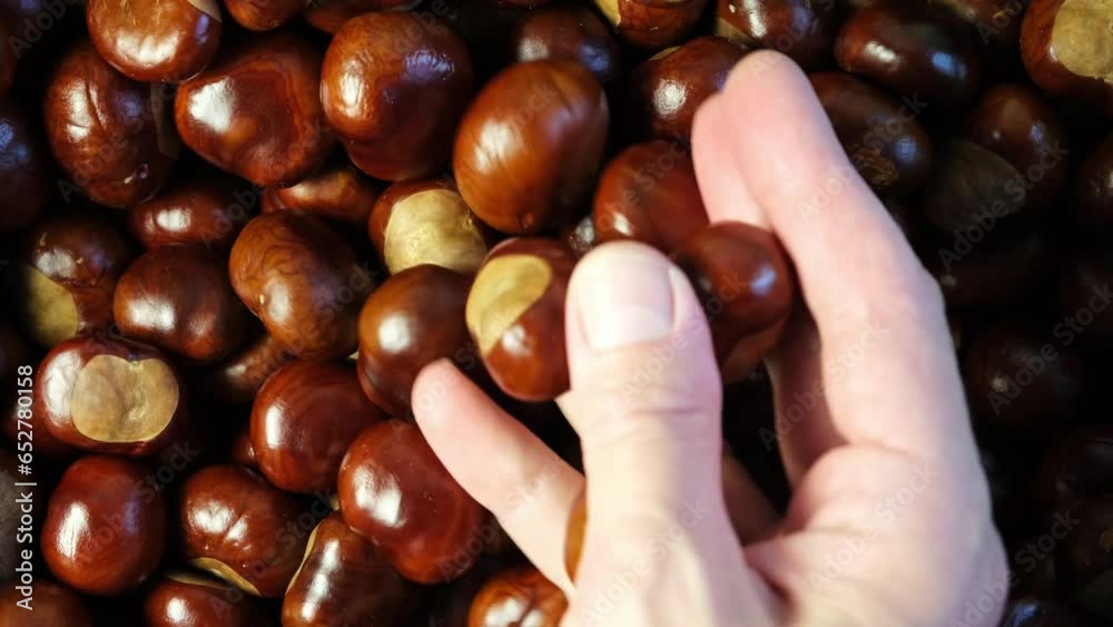 Man's hand chooses chestnuts for playing conkers. Top view, close-up ...