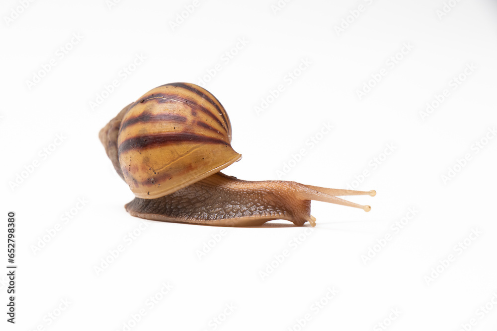 Brown snail on white background. Thailand Snail. A snail consists of ...