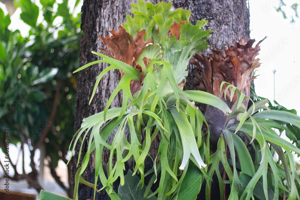 Platycerium coronarium is an epiphytic species of staghorn fern in the ...