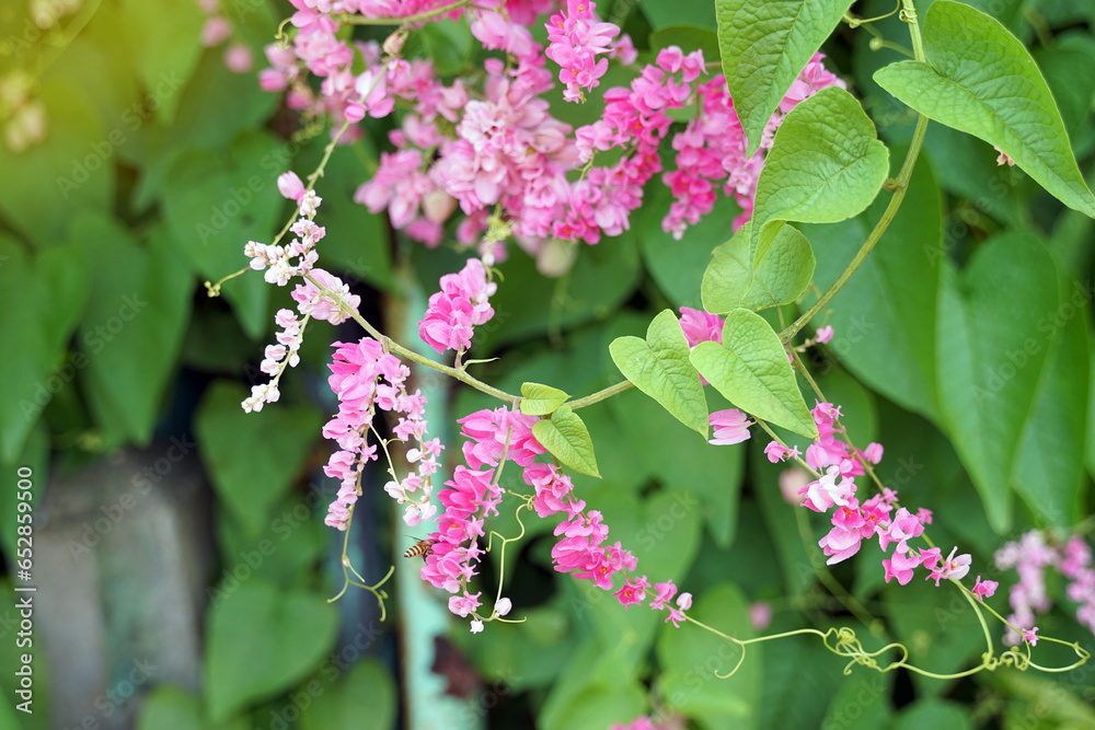 Mexican Creeper is a small creeper with long leaf stalks and heart ...