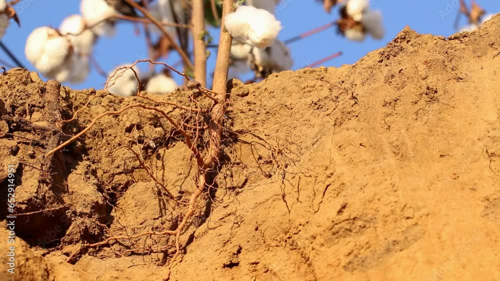 Agricultural Business Cotton Plant Root System Trench Open In The