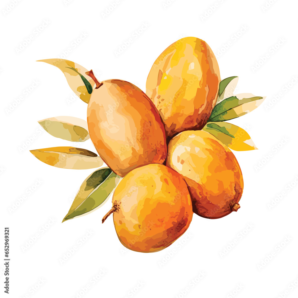 Fresh unabi fruit, ziziphus or jujube and green leaves. Hand drawn ...