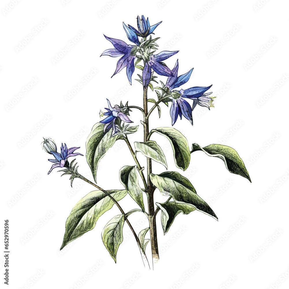 vector drawing borage, Borago officinalis at white background, hand ...