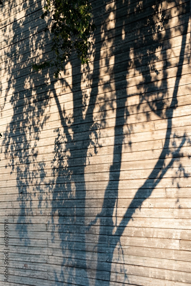 Shadow of a tree from the setting sun on a wall made of horizontally ...