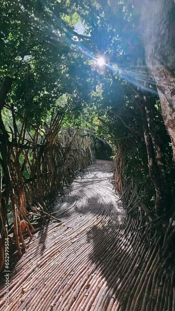 morning in the forest,garden, path, park, tree, nature, trees, summer ...
