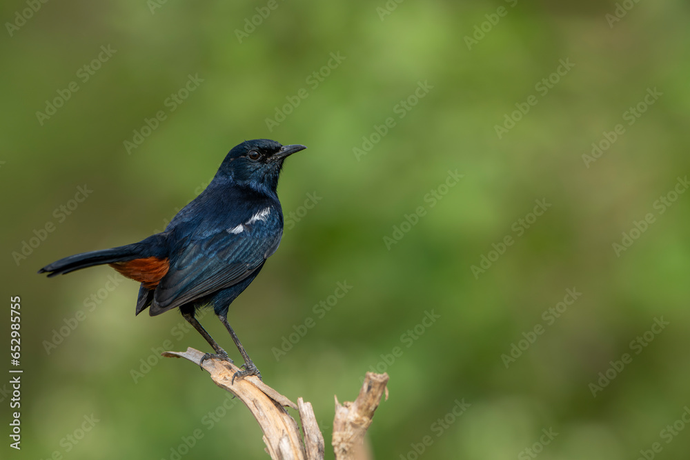 The Indian robin is a species of passerine bird in the family ...