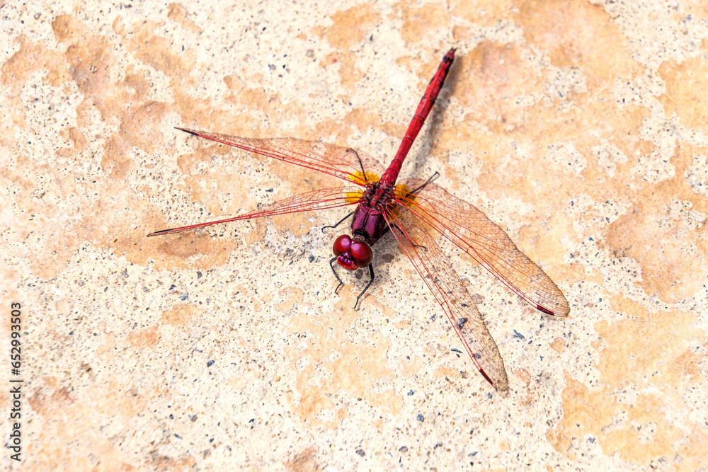 Rote Libelle. Diese Makroaufnahme zeigt eine rote Libelle, die auf ...