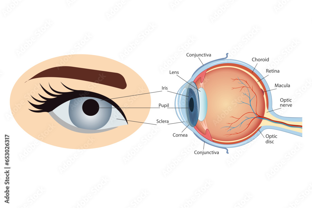 Anatomical diagram of the human eye. Cross section of a sense organ ...