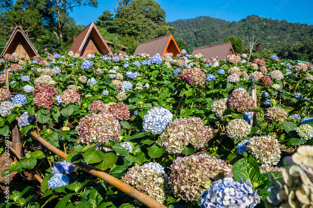 beautiful landscape Hydrangea fields, Chom Thong District, Chiang Mai ...